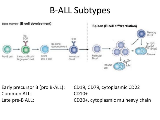 lymphoid leukemia overview