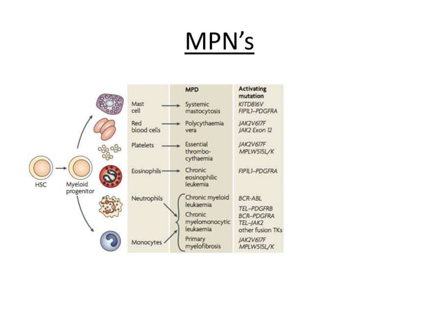 myeloid malignancy overview | PPT