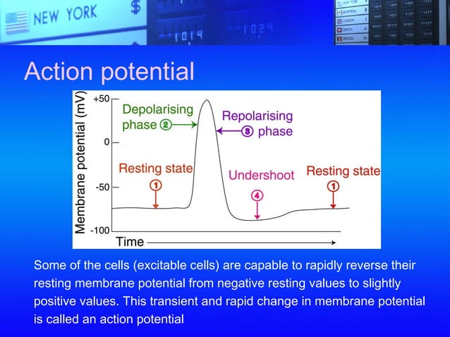 MEMBRANE POTENTIALS | PPT