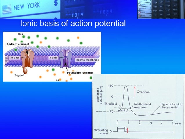 MEMBRANE POTENTIALS | PPT