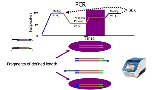 PCR experiment practice for undergraduate student