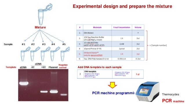 PCR experiment practice for undergraduate student