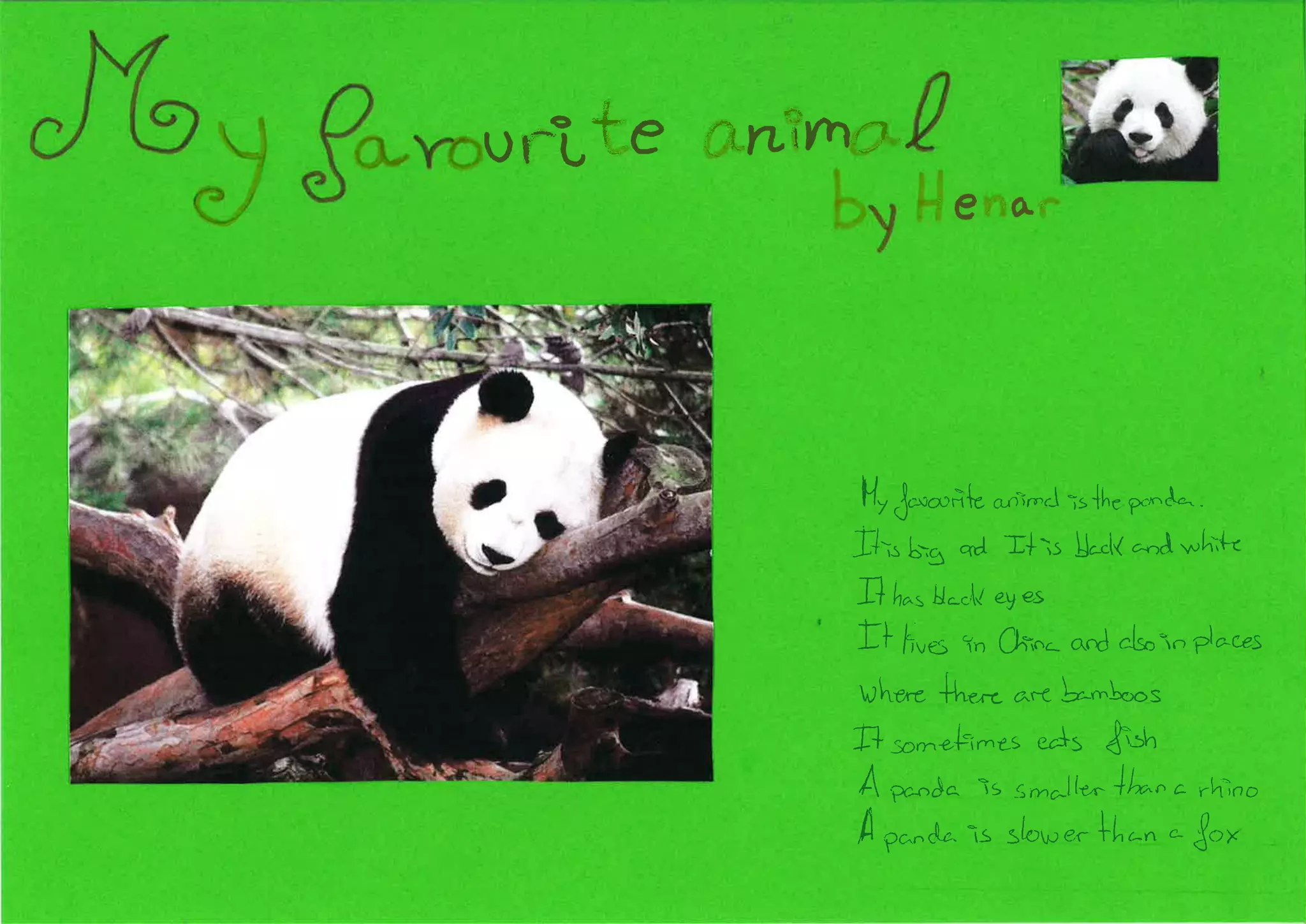 My favourite animal is... (3) | PDF