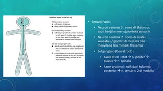 Mengenal Lokasi Gangguan Neurologis | PPTX
