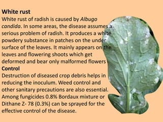 Seed production of Radish | PPTX