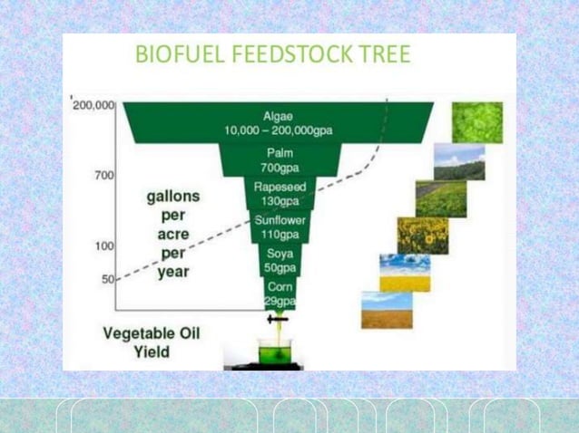 Biodiesel Production from Microalgae | PPTX