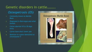 GENETIC DISORDER IN LIVESTOCK ANIMAL | PPTX