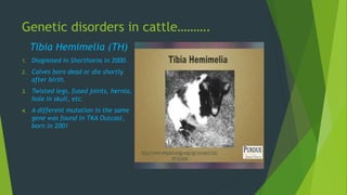 GENETIC DISORDER IN LIVESTOCK ANIMAL | PPTX