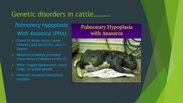 GENETIC DISORDER IN LIVESTOCK ANIMAL | PPTX | Genetics | Science