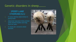 GENETIC DISORDER IN LIVESTOCK ANIMAL | PPTX