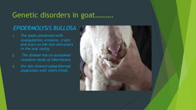 GENETIC DISORDER IN LIVESTOCK ANIMAL