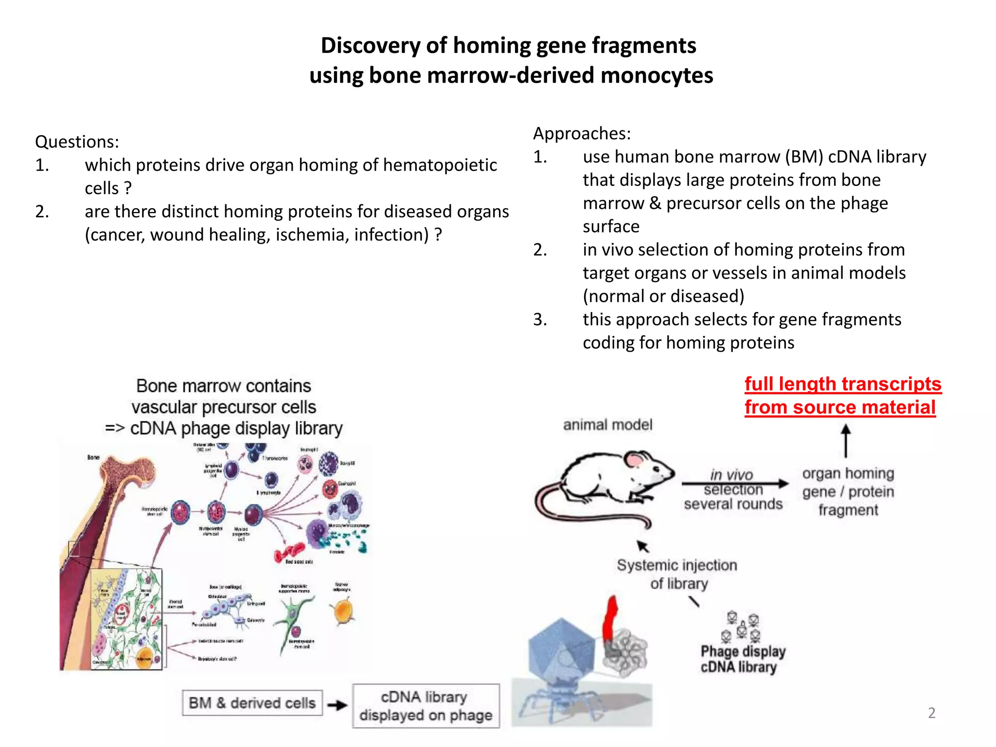 RNA Sequencing for Full Length Transcript Discovery | PPT