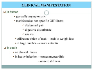 Bovine Cysticercosis and Its Public Health Importance in Ethiopia | PPTX