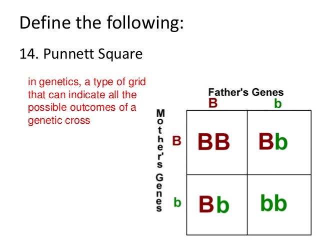 Genotype And Phenotype Definition
