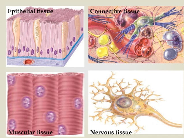 2014 HP learning content 2 Type of tissue.pptx