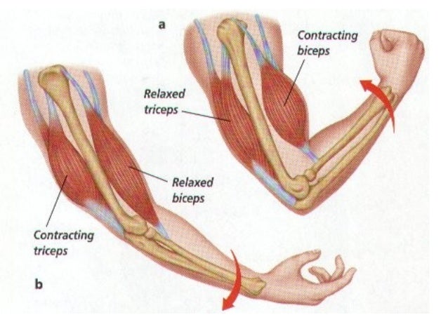 2014 Muscular And Skeletal System 2014 Muscular And Skeletal System