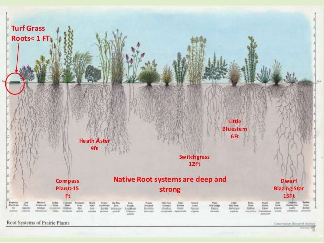 Raingarden Education