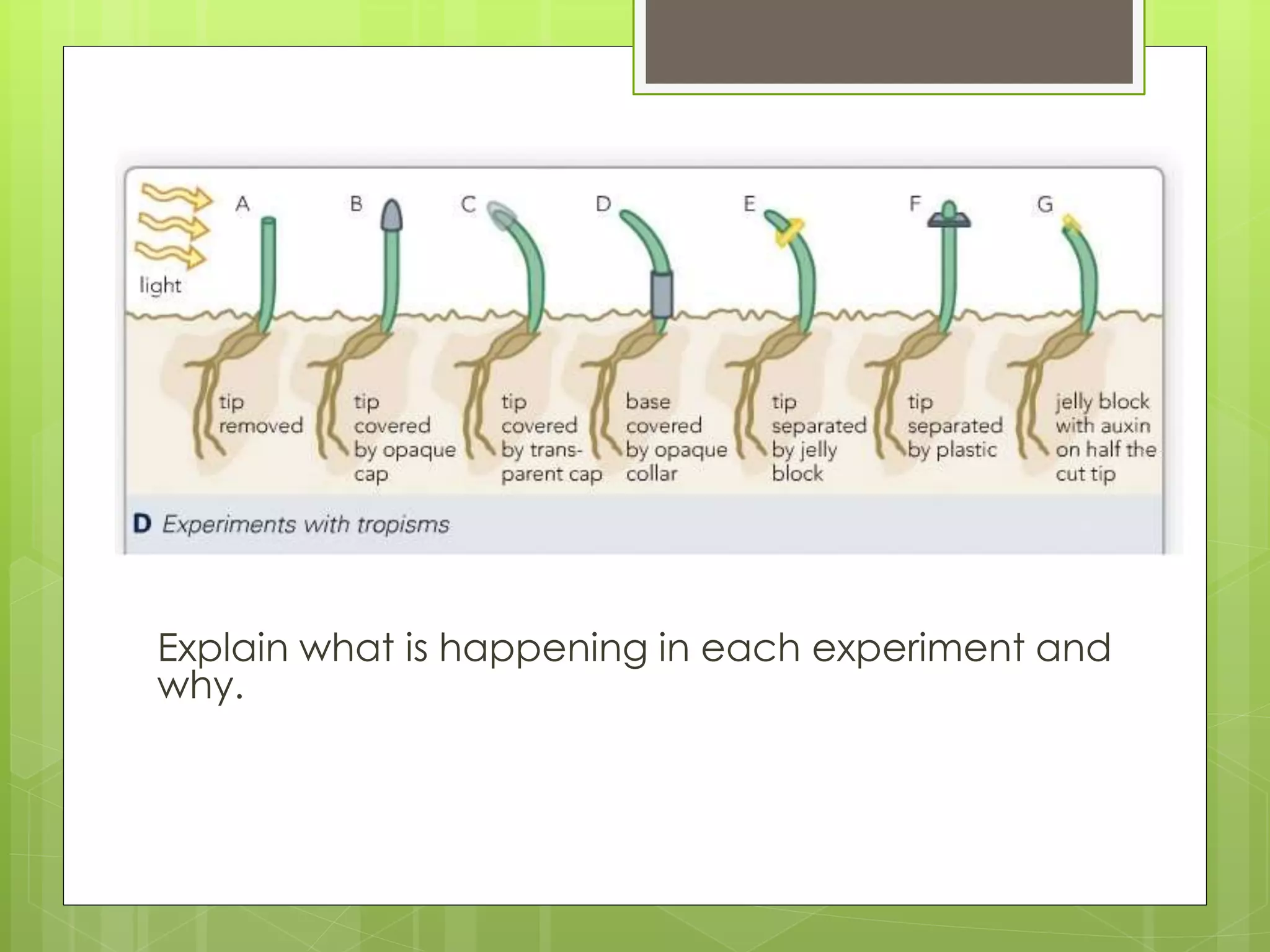 Plant and Animal Responses to the Environment | PPTX