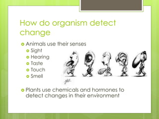 Plant and Animal Responses to the Environment | PPTX