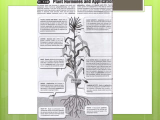 Plant and Animal Responses to the Environment | PPTX