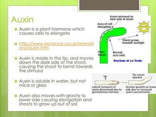 Plant and Animal Responses to the Environment | PPTX