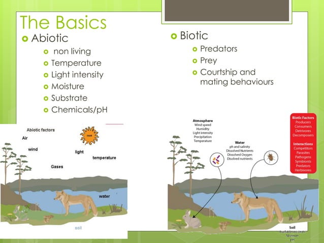 Plant and Animal Responses to the Environment | PPTX