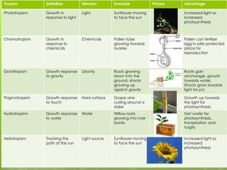 Plant and Animal Responses to the Environment | PPTX