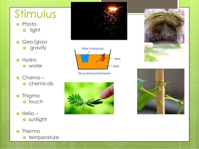 Plant and Animal Responses to the Environment