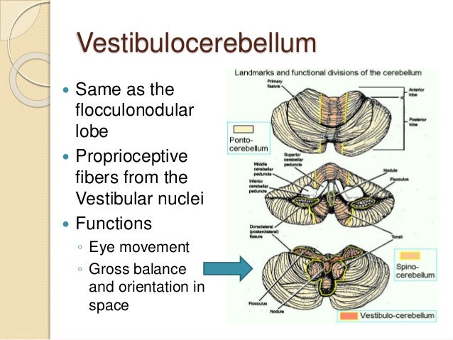 2014 sep 2 cerebellum and its connections