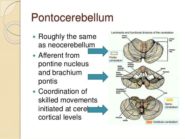 2014 sep 2 cerebellum and its connections