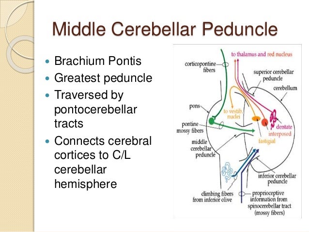 2014 sep 2 cerebellum and its connections