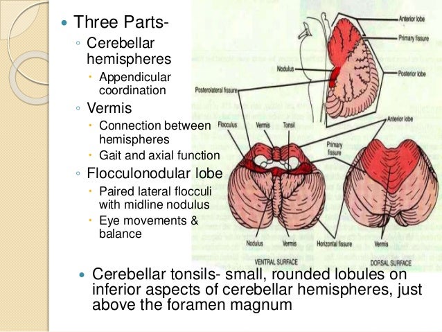 2014 sep 2 cerebellum and its connections
