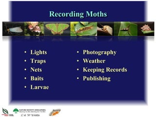 Moth Magic - an introduction to moths | PPTX