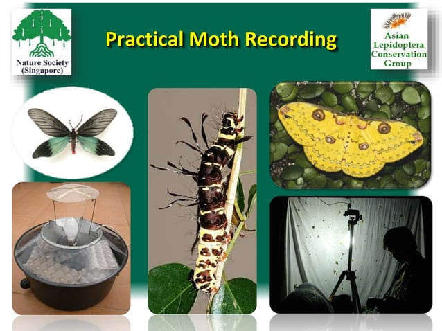 Practical Moth Recording | PPTX | Beekeeping | Hobbies & Interests