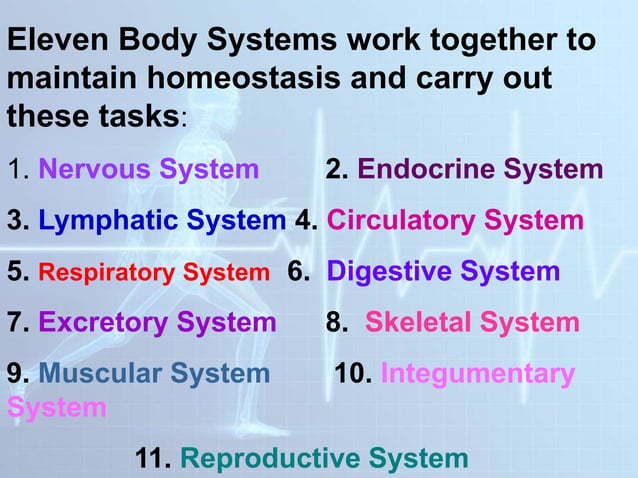 2014 The Human Body Systems ppt.ppt