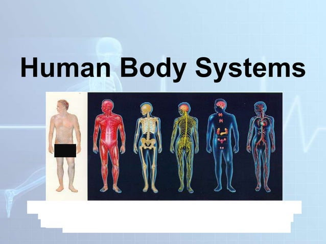 2014 The Human Body Systems ppt.ppt