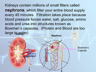 2014 The Human Body Systems ppt.ppt