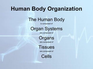 2014 The Human Body Systems ppt.ppt