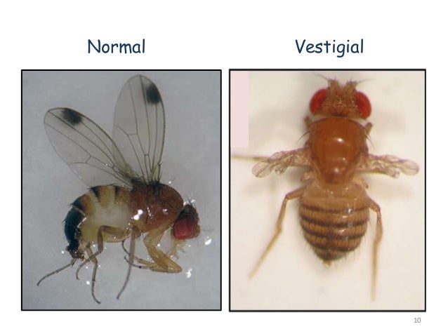 2015 03-13 Linkage and Crossover