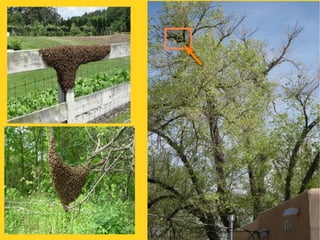 2015 04-catching swarms | PPT