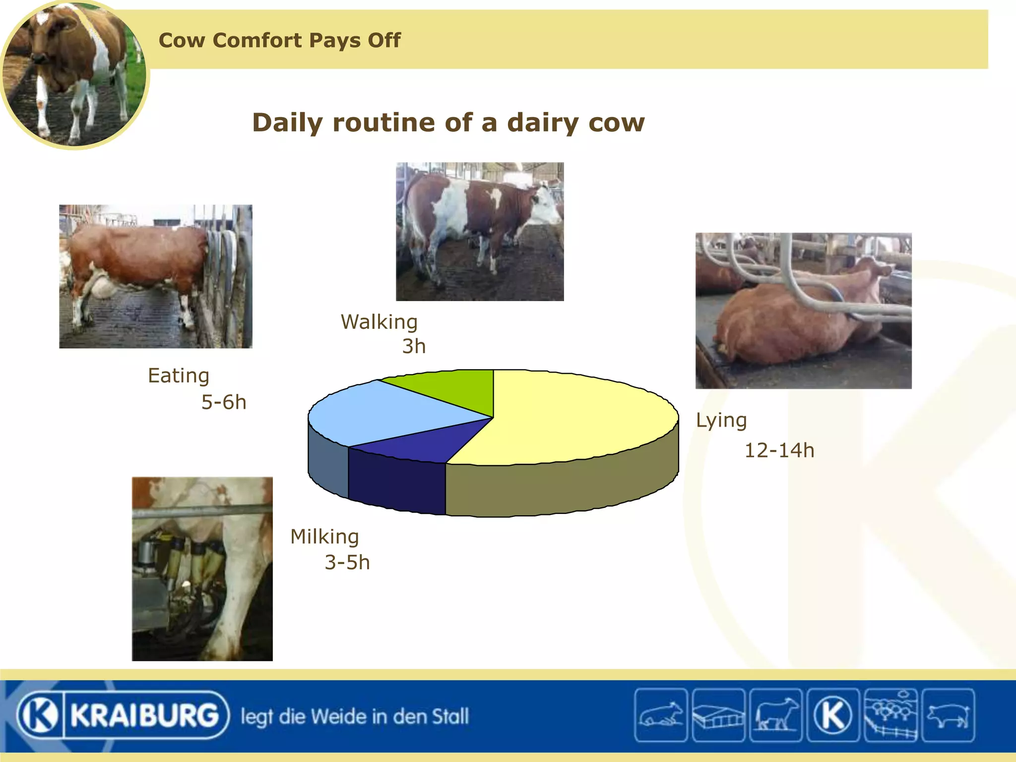 Daily routine of a dairy cow | PPTX