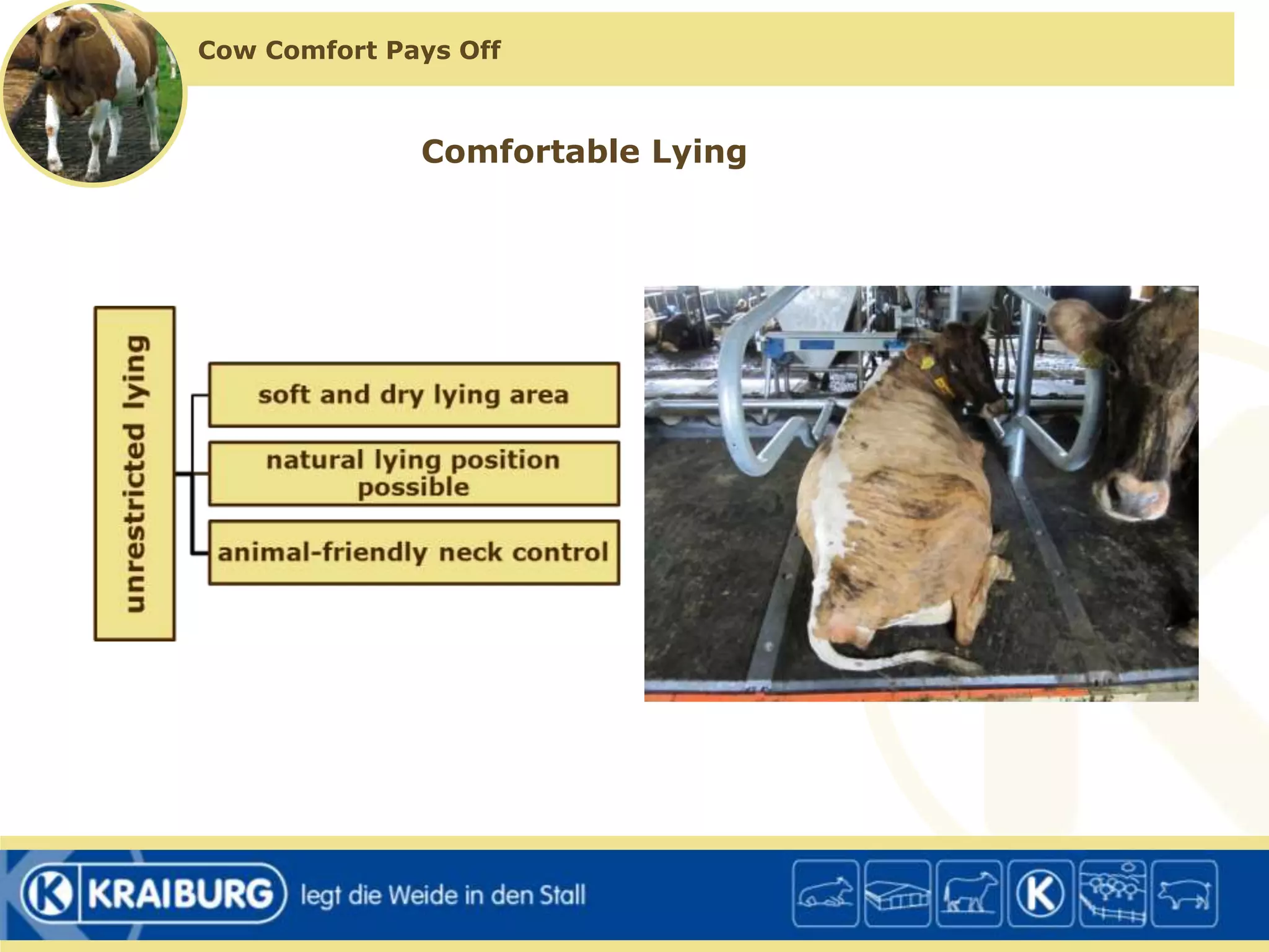 Daily routine of a dairy cow | PPTX