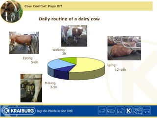 Daily routine of a dairy cow | PPTX | Food & Drink