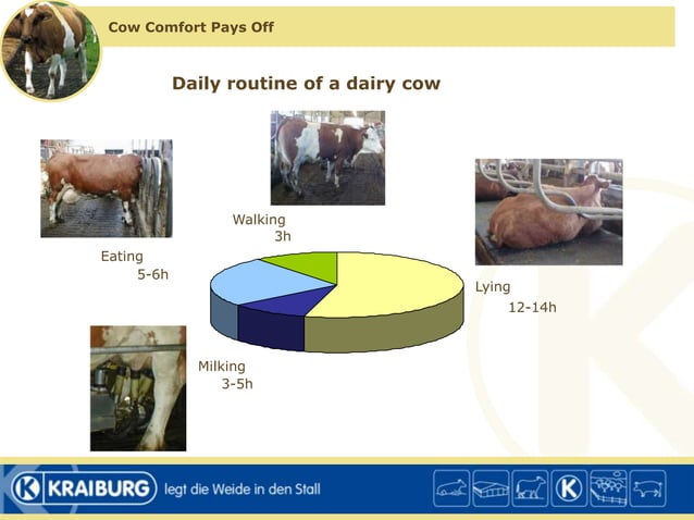 Daily routine of a dairy cow | PPT