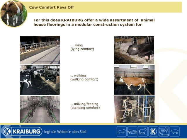 Daily routine of a dairy cow | PPT