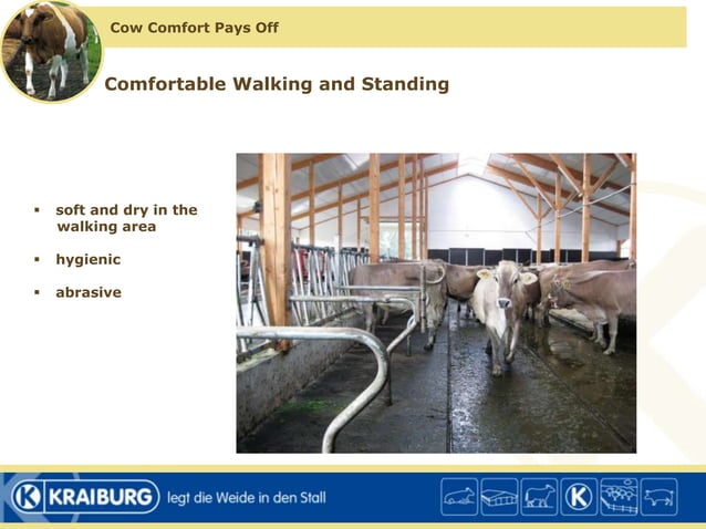 Daily routine of a dairy cow | PPT