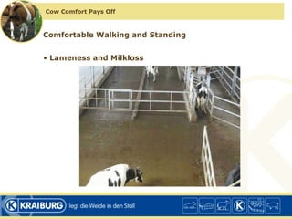 Daily routine of a dairy cow | PPTX | Food & Drink