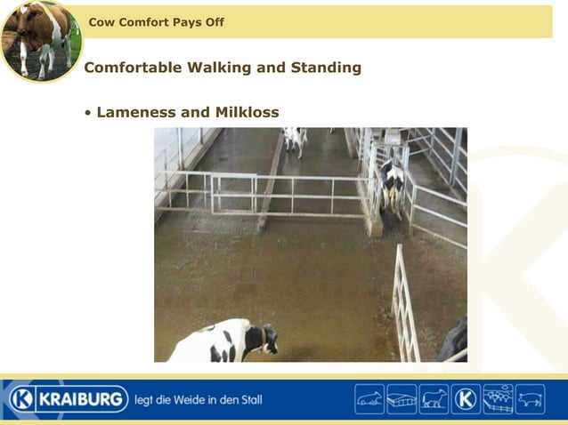 Daily routine of a dairy cow | PPT