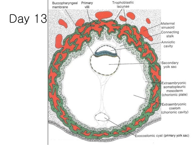 Yolk Sac Biology Britannica