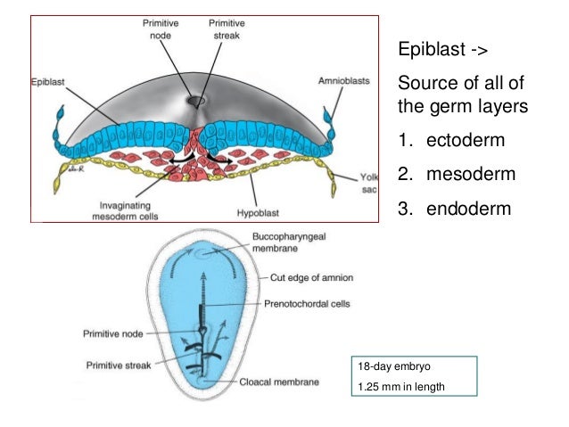 (마더리스크라운드) Human Embryology